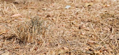 Dead Vs Dormant Grass How To Tell The Difference Nutripod