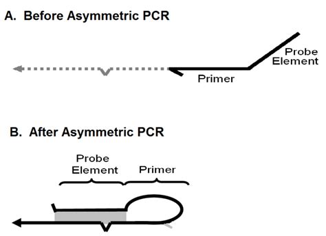 Pcr Troubleshooting And Optimization Figure