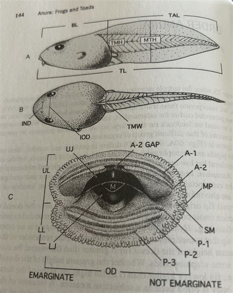 Tadpole Body Terms Diagram Quizlet