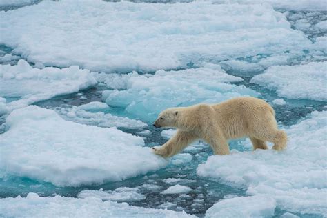 Svalbard Wildlife Guide And Travel Advice From Swoop Arctic