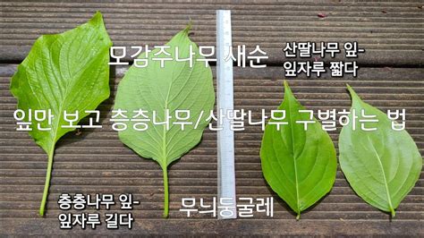 층층나무와 산딸나무 이렇게 구별해요 산딸나무잎과 층층나무잎 비교 산딸나무 새순 무늬둥굴레 모감주나무 새순 층층나무과