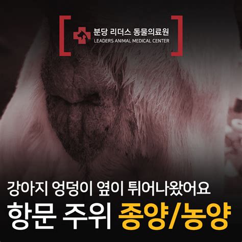 엉덩이 옆이 튀어나왔어요 항문 주위 종양 농양 분당 리더스 동물의료원 진료 및 수술 사례