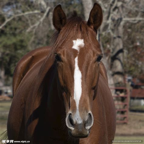 马摄影图 家禽家畜 生物世界 摄影图库 昵图网