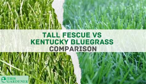Kentucky Bluegrass Vs Tall Fescue 5 Main Differences Pros And Cons