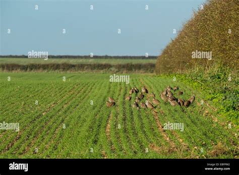 Covey Of French Partridges The Red Legged Partridge Alectoris Rufa On Winter Wheat Crop Stock