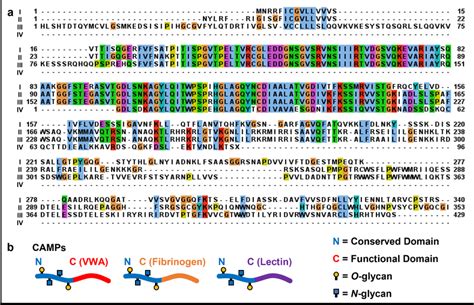 Sequence Analysis Of Camps Reveals Similarity Among N Terminal Domains Download Scientific