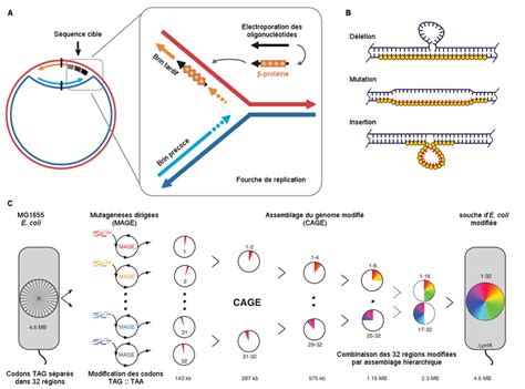 4 mage mage multiplex automated genome engineering est utilisé dans