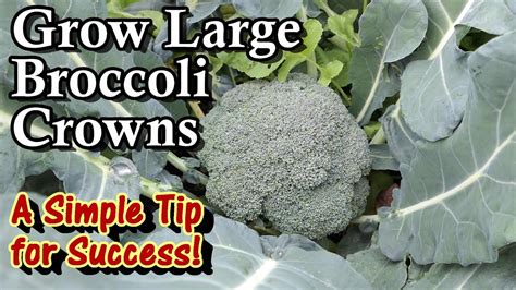 How To Grow Large Broccoli Crowns Every Time Once You Know It Makes Sense Youtube