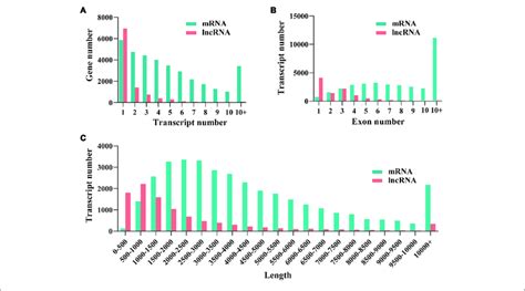 Identification And Characterizationof MRNAs And Long Non Coding RNAs Download Scientific