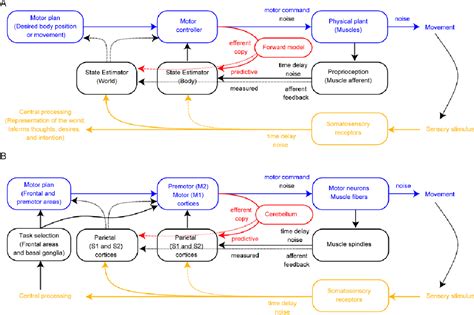 Figure 2 From Sensorimotor Convergence In Circuitry Of The Motor Cortex Semantic Scholar