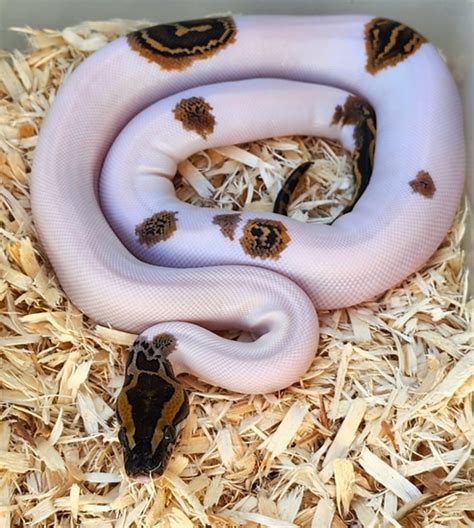 Pied Het Albino 66 Gc Caramel Granite 50 Het Green Burmese Python By Ben Rogers Reptiles Pied Het Albino 66 Gc Caramel Granite 50 Het Green Burmese Python By Ben Rogers Reptiles