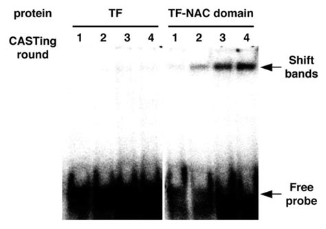 Full Article Identification Of Recognition Sequence Of Anac078 Protein By The Cyclic