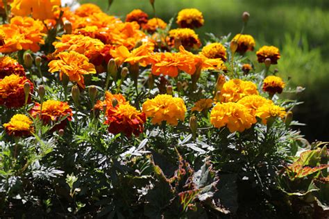 오렌지 아프리카 메리 골드 꽃으로 심어 화단 테두리여름 정원 공원의 이미지 연간 꽃 메리 골드 는 오렌지 꽃 잎 꽃 봉오리 잔디
