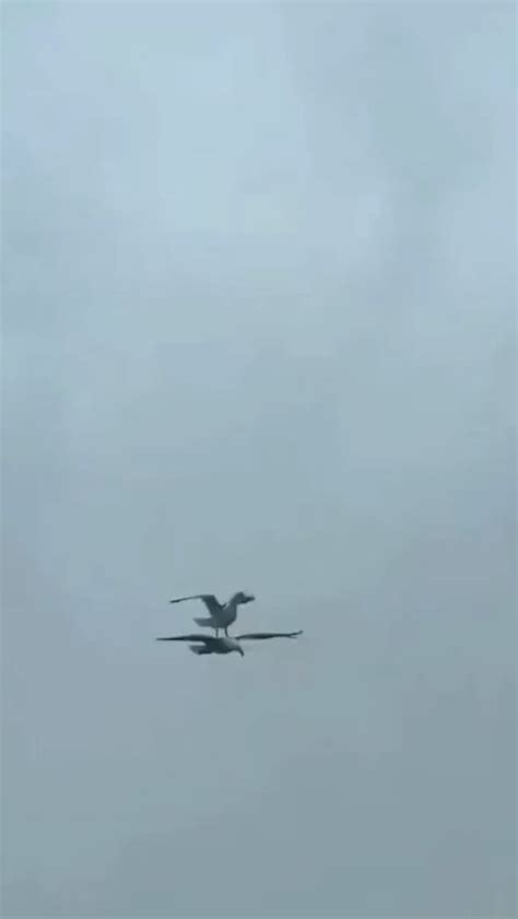 My Project On Stack Overflow Code Rprogrammerhumor