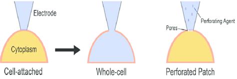 Neurovoice Perforated Patch Clamp Recordings Reveal New Facets Of Dopaminergic Modulation Of