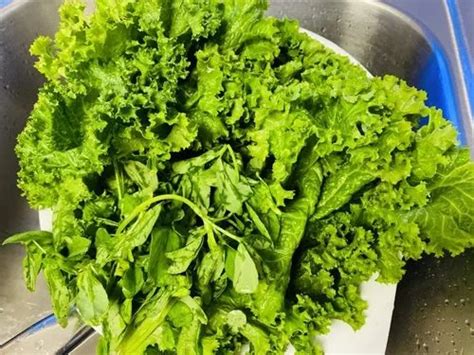 A Grade Green Frozen Sarso Sag Gunny Bag Packaging Size 200 Gm 500