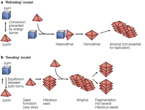 1 Main Conceptual Models For Conversion Of Prp C Into Prp Sc A The Download Scientific