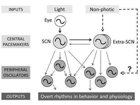 Current Working Model Of The Hierarchical Multi Oscillatory Mammalian Download Scientific