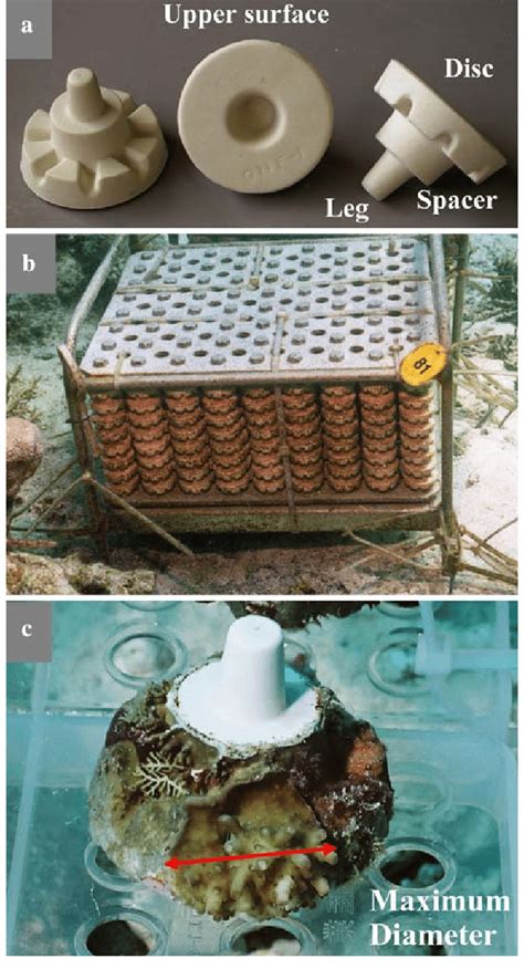 Outline Of Experiment 1 In Situ Measurement Of Acropora Maximum