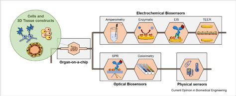 State Of The Art In Integrated Biosensors For Organ On A Chip Applications Pmc
