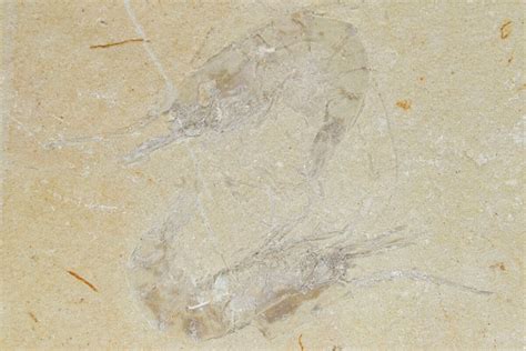 Two Cretaceous Fossil Shrimp Lebanon 236040 For Sale