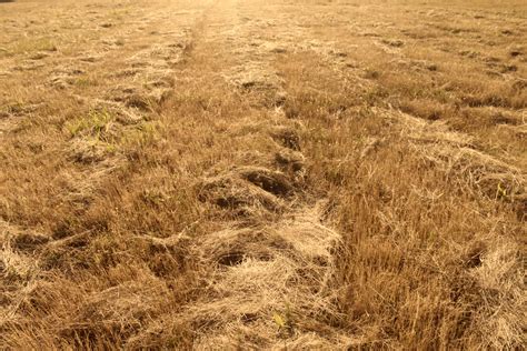 รูปภาพ ปลูก หญ้าแห้ง สนาม ข้าวสาลี ทุ่งหญ้า อาหาร เกษตรกรรม สะวันนา ที่ราบ Badlands