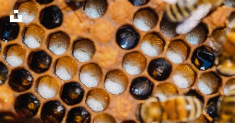 벌집 위에 앉아있는 꿀벌 무리 사진 Unsplash의 무료 동기 이미지
