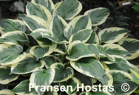 Hosta Independence - Fransen Hostas
