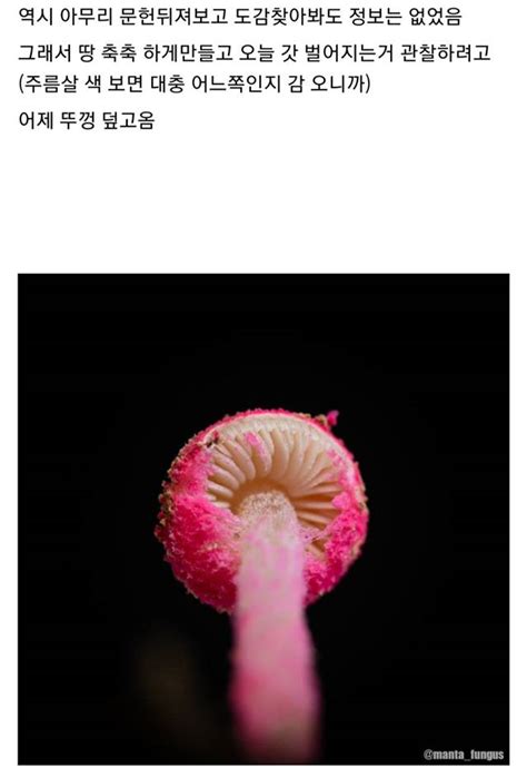 신종버섯 발견한 버섯갤러리 갤주 인스티즈instiz 이슈 카테고리 신종버섯 발견한 버섯갤러리 갤주 인스티즈instiz 이슈 카테고리