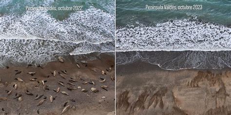 새끼 코끼리물범 덮친 이것…전례없는 떼죽음 Dvdprime