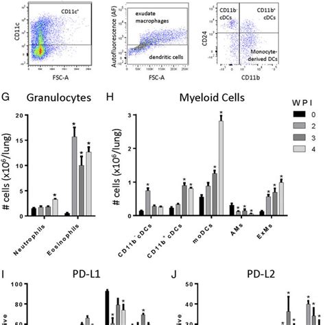 Persistent Cryptococcal Lung Infection Causes Accumulation Of Numerous Download Scientific