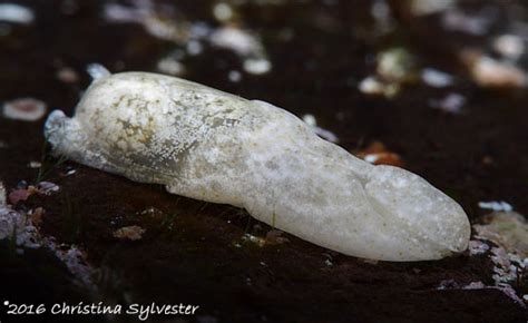 Aliculastrum Parallelum Cephalaspidean Marshall Islands
