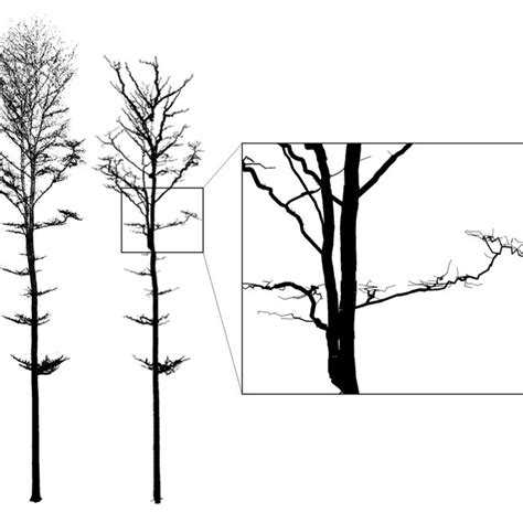 exemplary three dimensional tree point clouds with a high box dimension