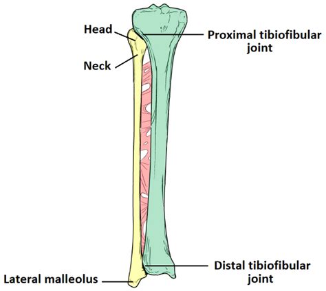 High Ankle Sprain What Is A Syndesmosis Injury The Healthy Body