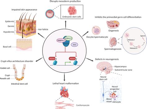 Embryonic Ectoderm Development Eed Protein Is Reside In Various Organ