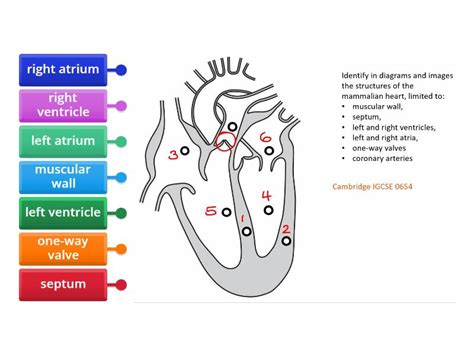 Heart Cambridge Igcse 0654 Labelled Diagram