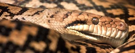 Australian Scrub Python Facts Diet Habitat And Pictures On Animaliabio