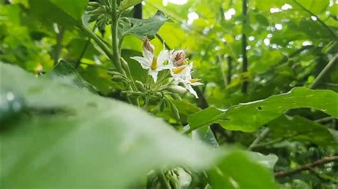 বুধ বেগুন বা ছোট বেগুন Youtube