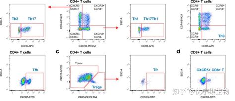 【流式秘籍】人类常见免疫细胞的标记物有哪些？ 知乎