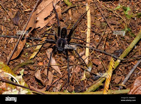 Wandering Spider Ctenus Sp From Las Arrieras Nature Reserve Costa