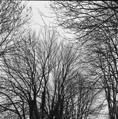 Naked W Tree Stock Photos Free Royalty Free Stock Photos From Dreamstime