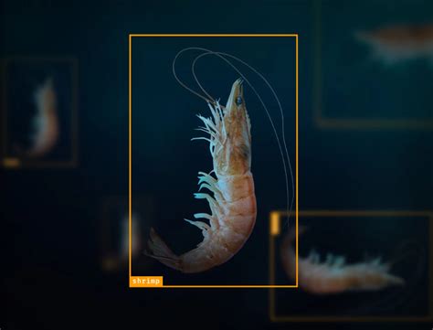 Artificial Intelligence In Aquaculture Farming Neurosys