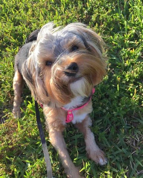 10 Best Morkie Haircuts With Pictures 2025 Updated