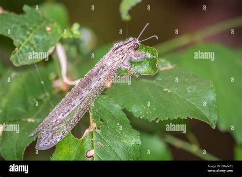 Neuroptera Antlion
