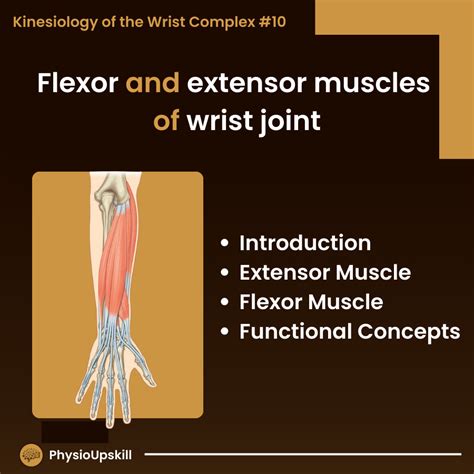 Episode 98 Kinesiology Of The Wrist Complex 10 Flexor And Extensor Muscles Of Wrist Joint