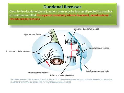 The Peritoneum Peritoneal Cavity Dr Kumar Satish Ravi