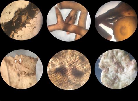 Algae Species A Cryptonemia Crenulata B Gracilaria Spp C Sargassum