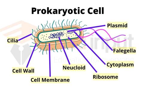 Prokaryotic Cell Characteristics Structure And Examples