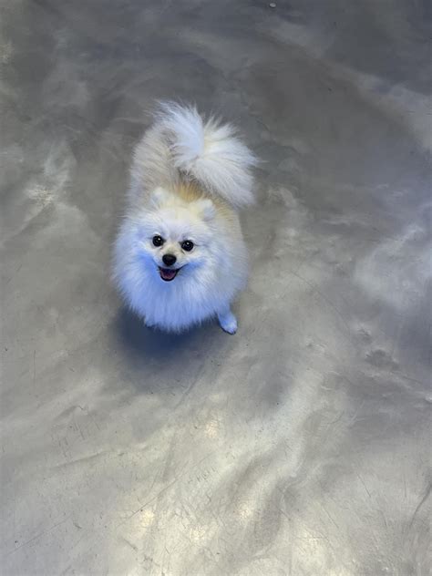 포메라니안 조이 프렌치불독크기 빠삐용크기 파피용크기 사모예드크기 스피츠크기 시바견크기 시베리안허스키크기 시츄크기 요크셔테리어크기 웰시코기크기 이탈리아그레이하운드크기 치와와