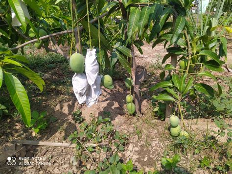 မြို့သစ်မြို့နယ်၌ စိန်တစ်လုံးသရက်မျိုးများ တစ်နိုင်တစ်ပိုင် စိုက်ပျိုးအောင်မြင် Information